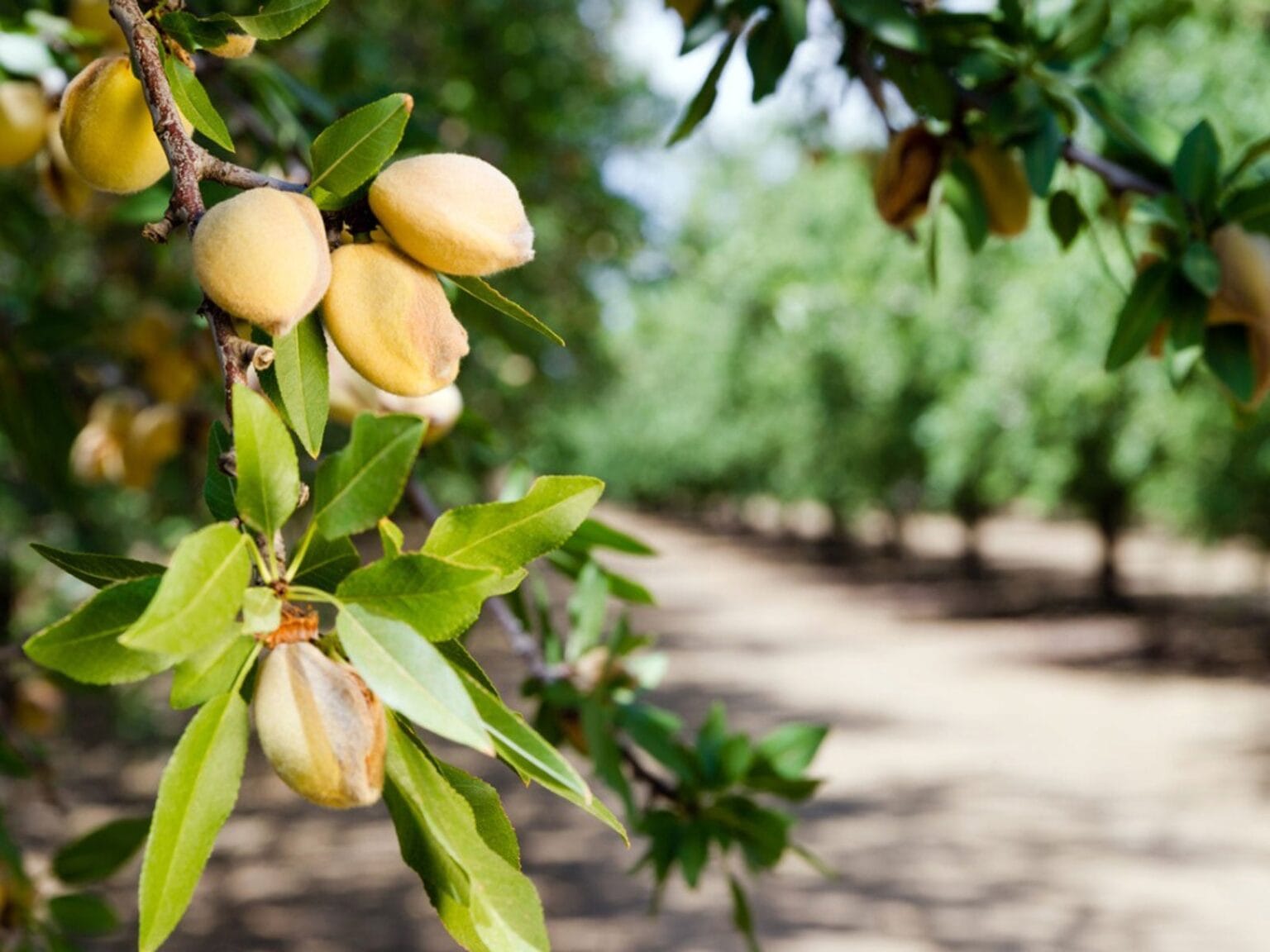 How Do Almonds Grow? Almond Farming & Nut Growth Guide