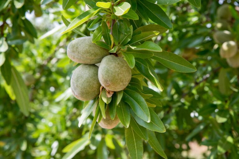 How Do Almonds Grow? Almond Farming & Nut Growth Guide