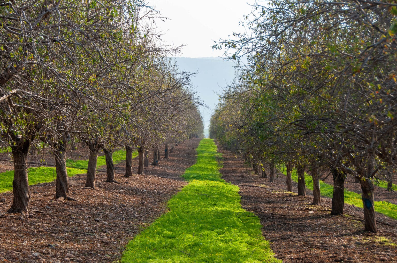How Do Almonds Grow? Almond Farming & Nut Growth Guide